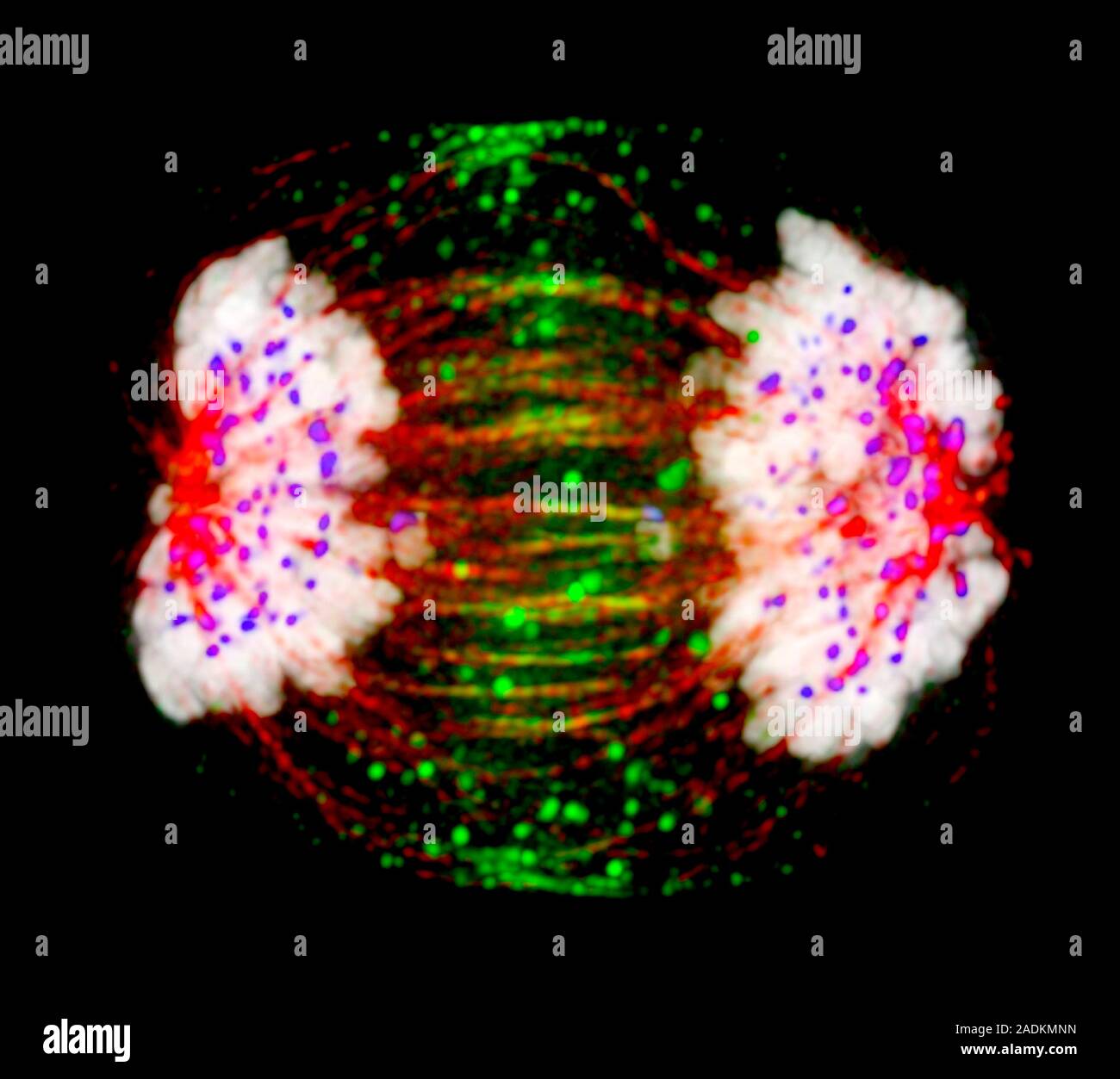 Mitosis. Fluorescence micrograph of anaphase during mitosis (nuclear ...