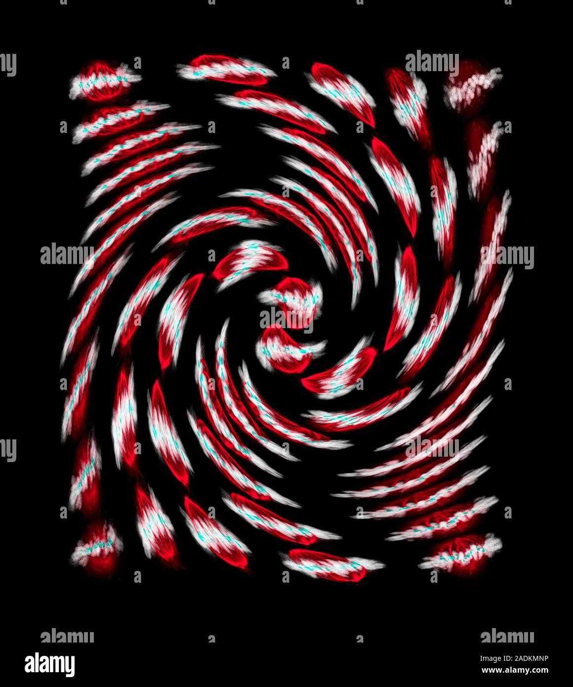 Dividing cells. Computer artwork of a spiral of cells during mitosis ...