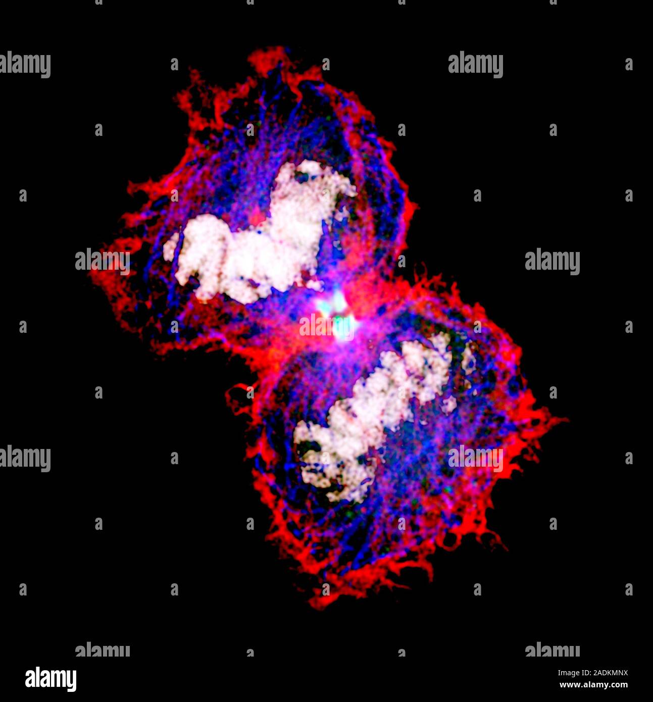 Cytokinesis. Fluorescent micrograph of an animal cell during ...