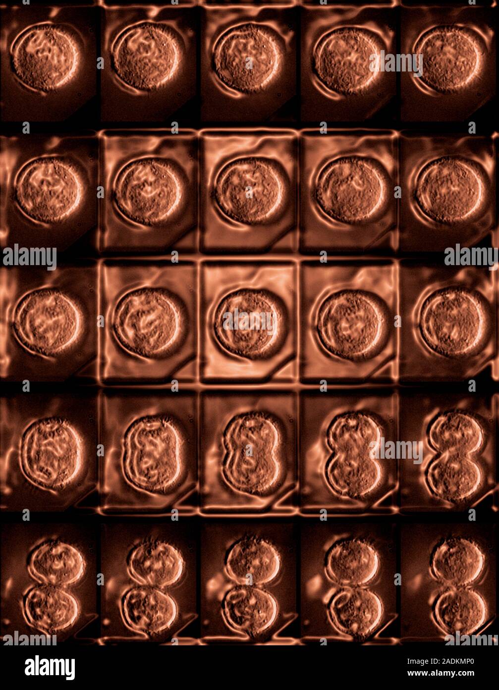 Cell division. Time-exposure light micrograph showing the different ...