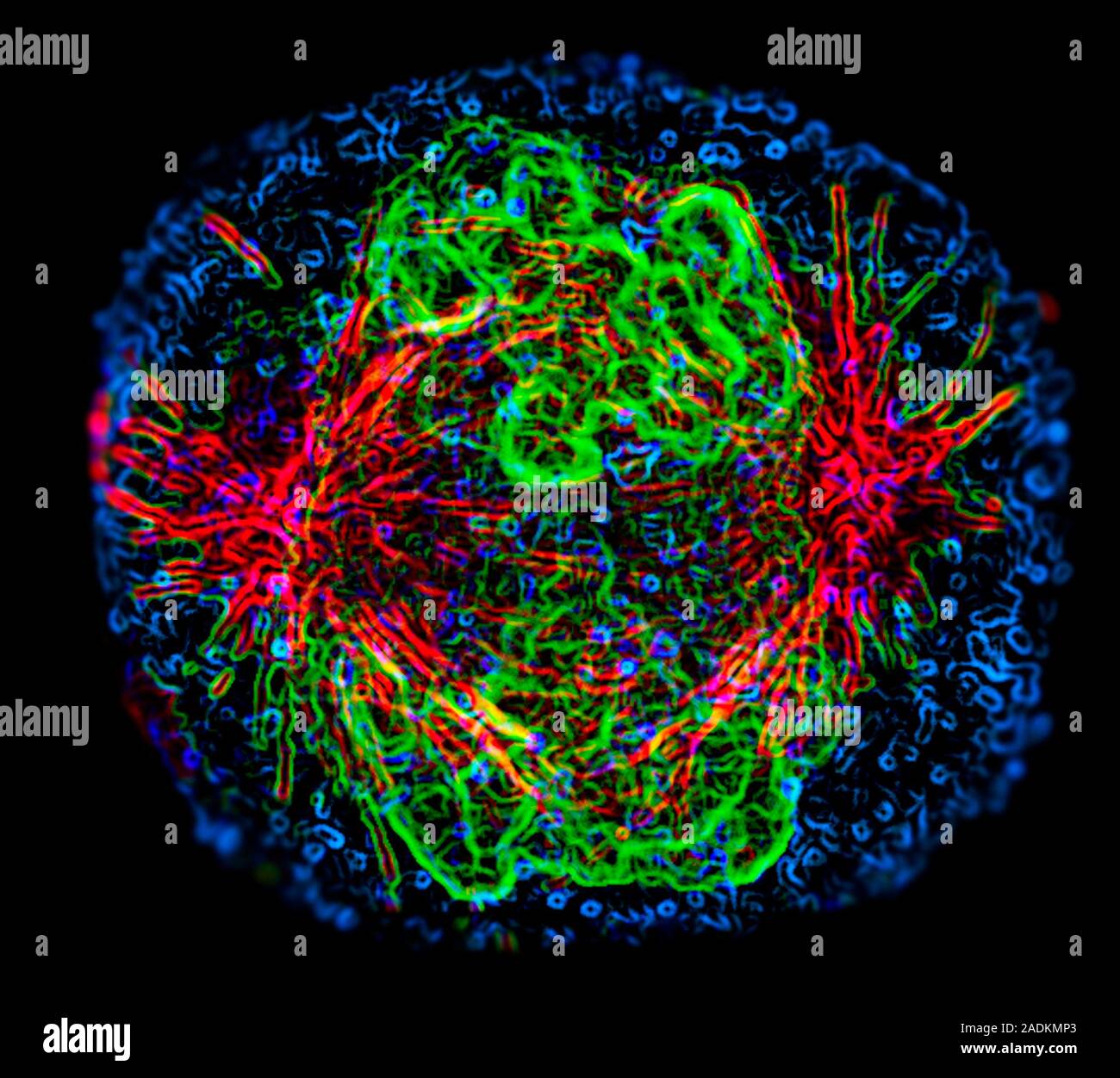 Mitosis. Fluorescence micrograph of a cell during prometaphase of ...