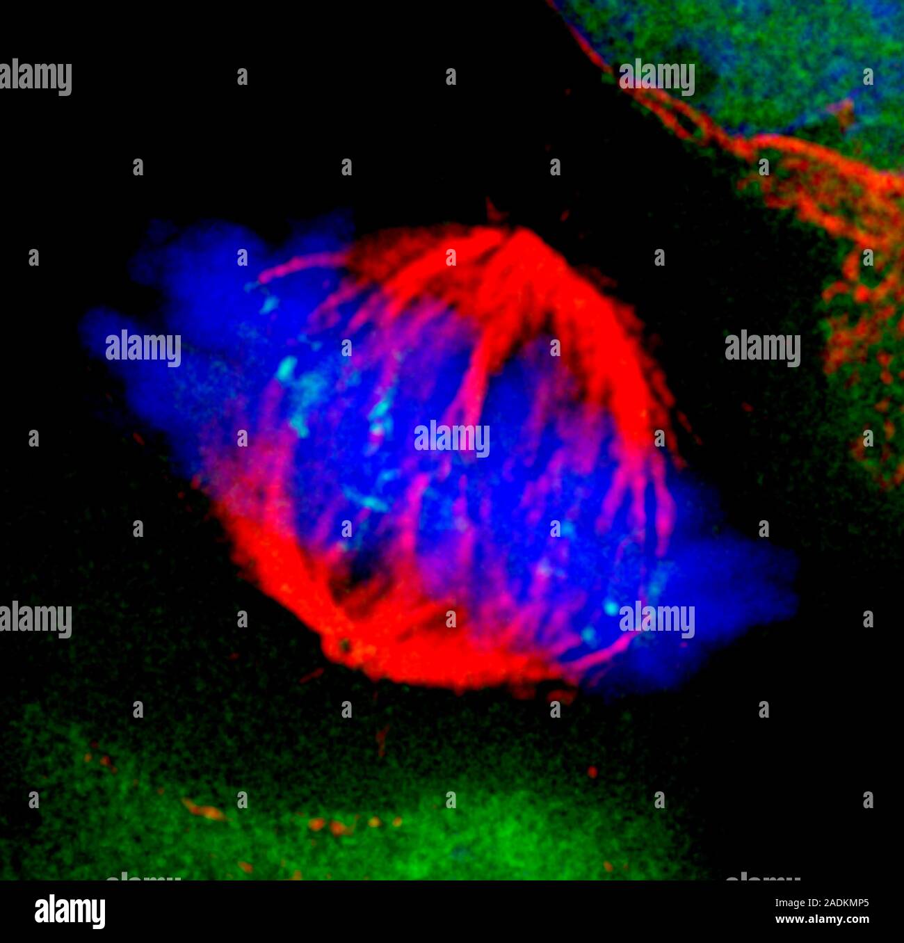 Mitosis. Fluorescence micrograph of a cell during metaphase of mitosis ...