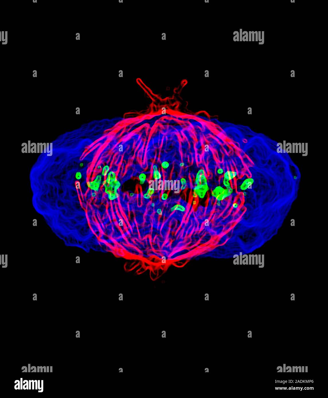 Mitosis. Fluorescence micrograph of a cell during metaphase of mitosis ...