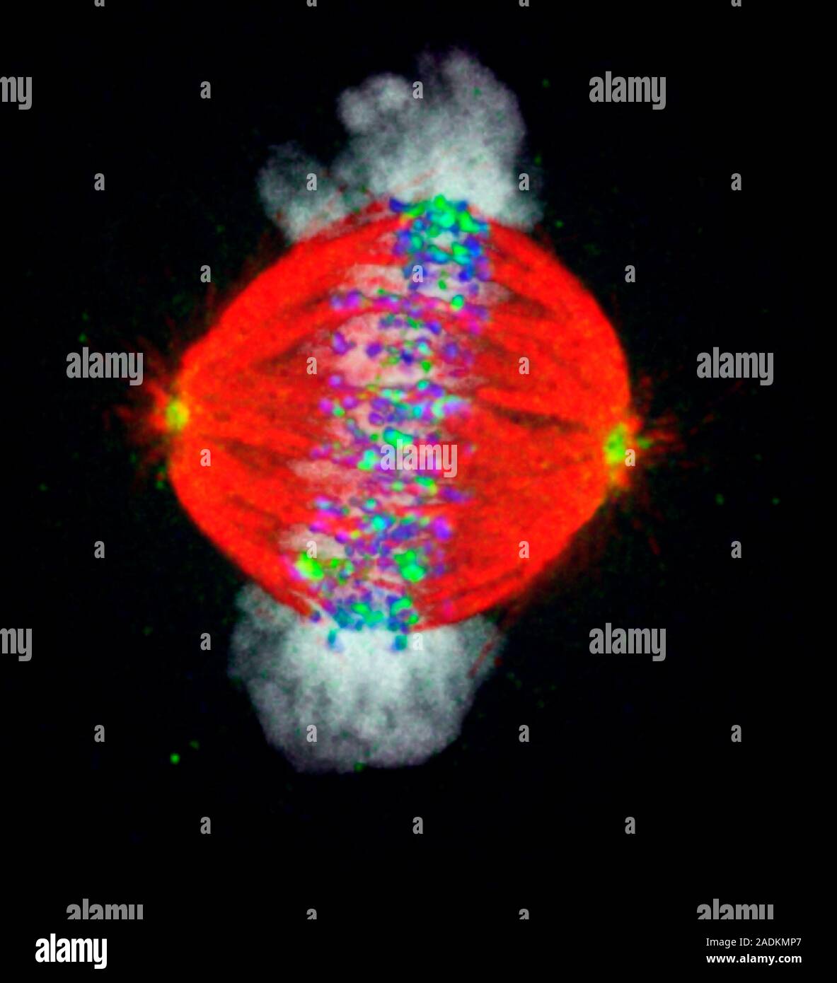 Mitosis. Fluorescence micrograph of a cell during metaphase of mitosis ...