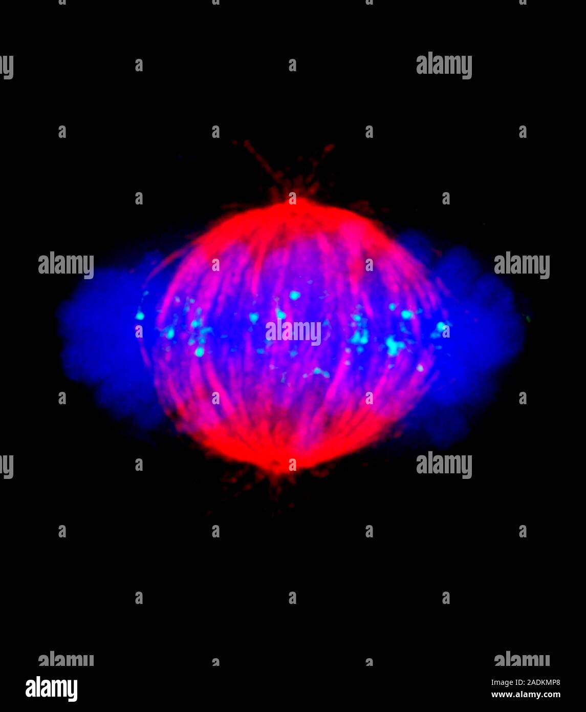 Mitosis. Fluorescence micrograph of a cell during metaphase of mitosis ...