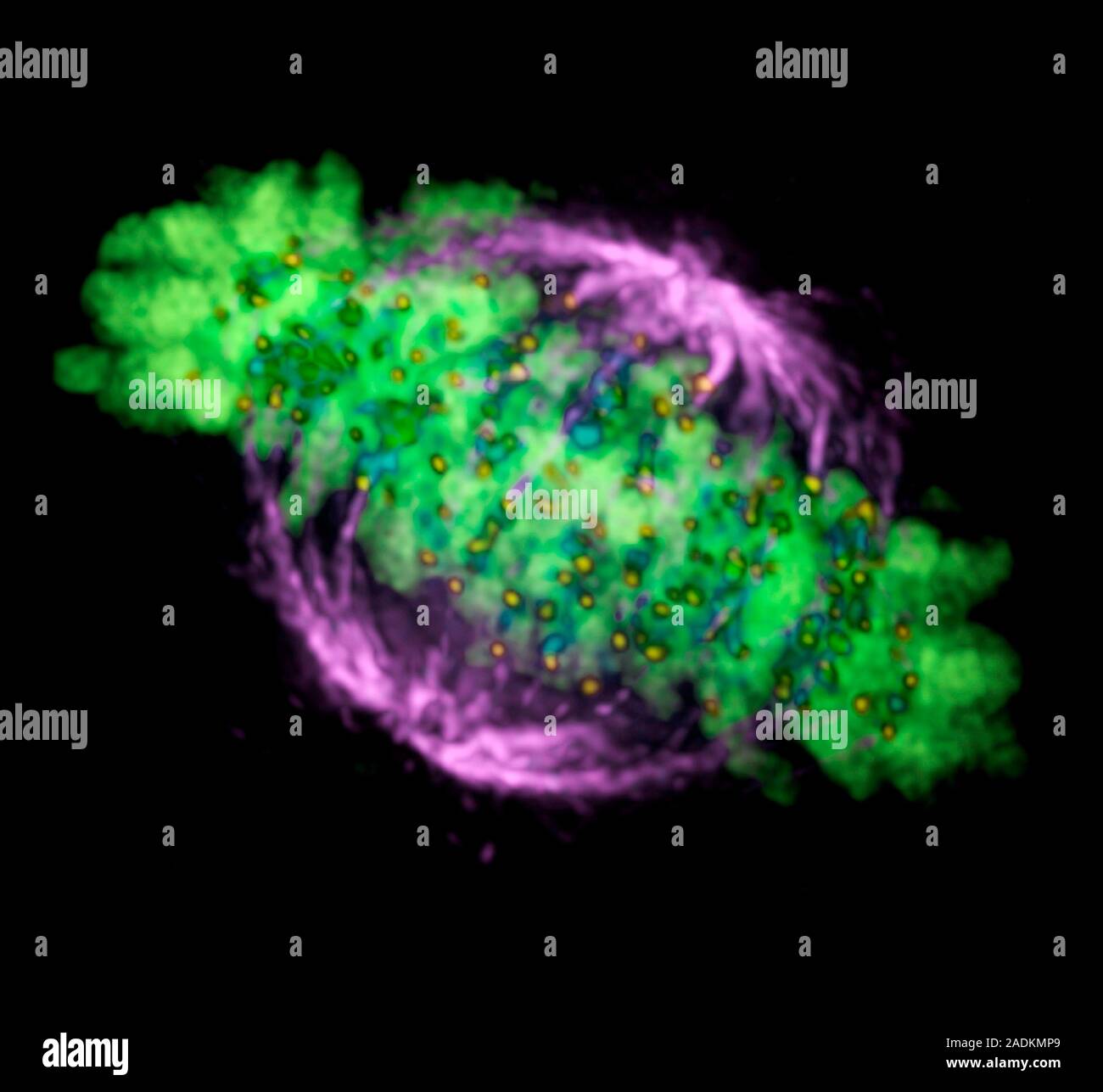 Mitosis. Fluorescence micrograph of a cell during metaphase of mitosis ...