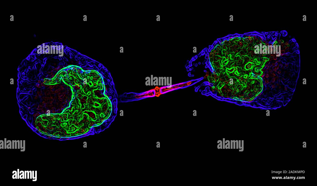 Cell division. Fluorescent micrograph of an animal cell during ...