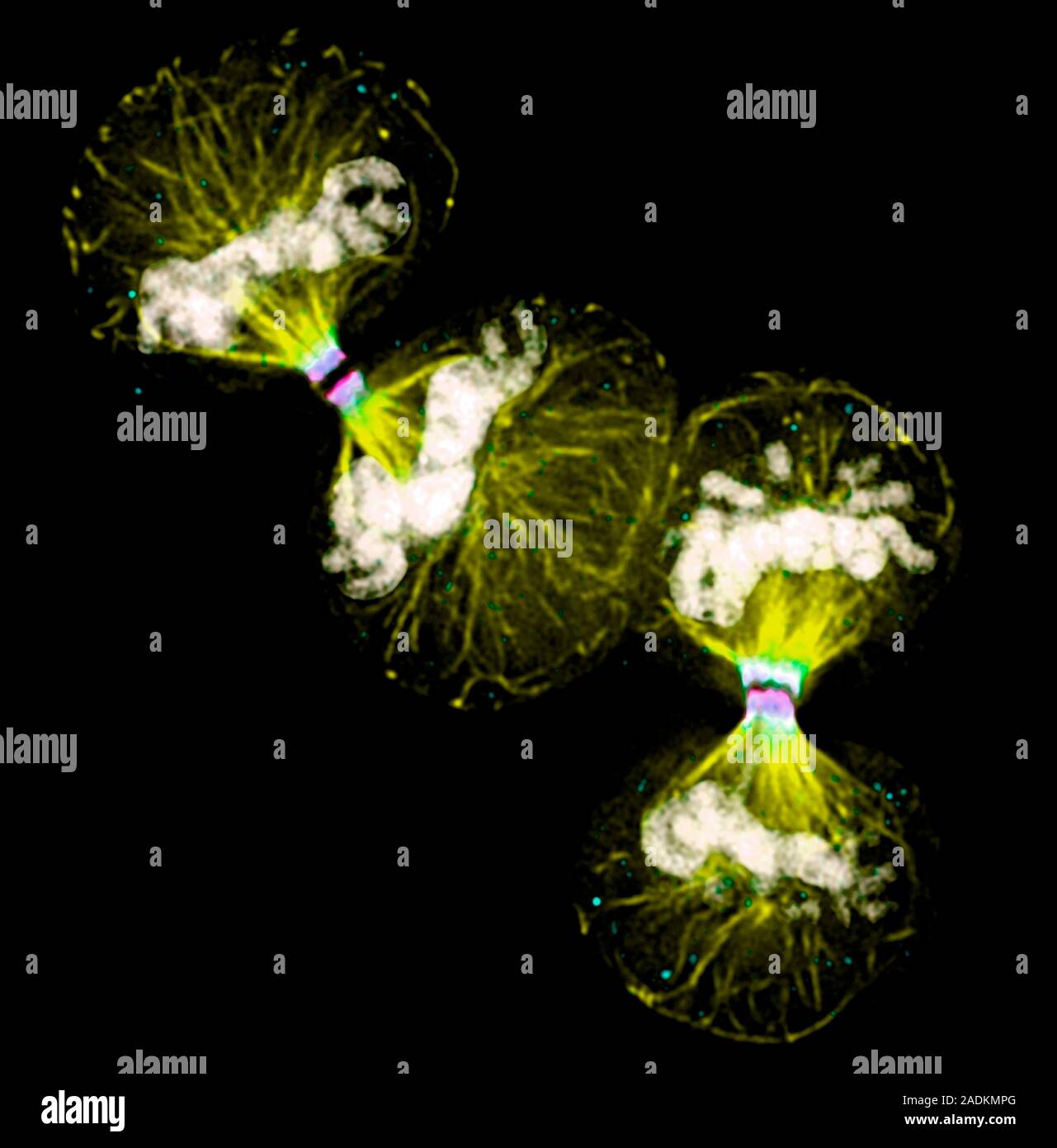 Cell division. Fluorescent micrograph of two animal cells during ...