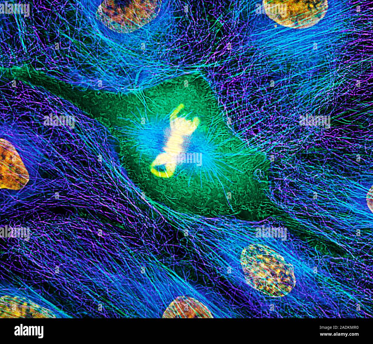 Mitosis. Immunofluorescence light micrograph of a cell (centre) in ...