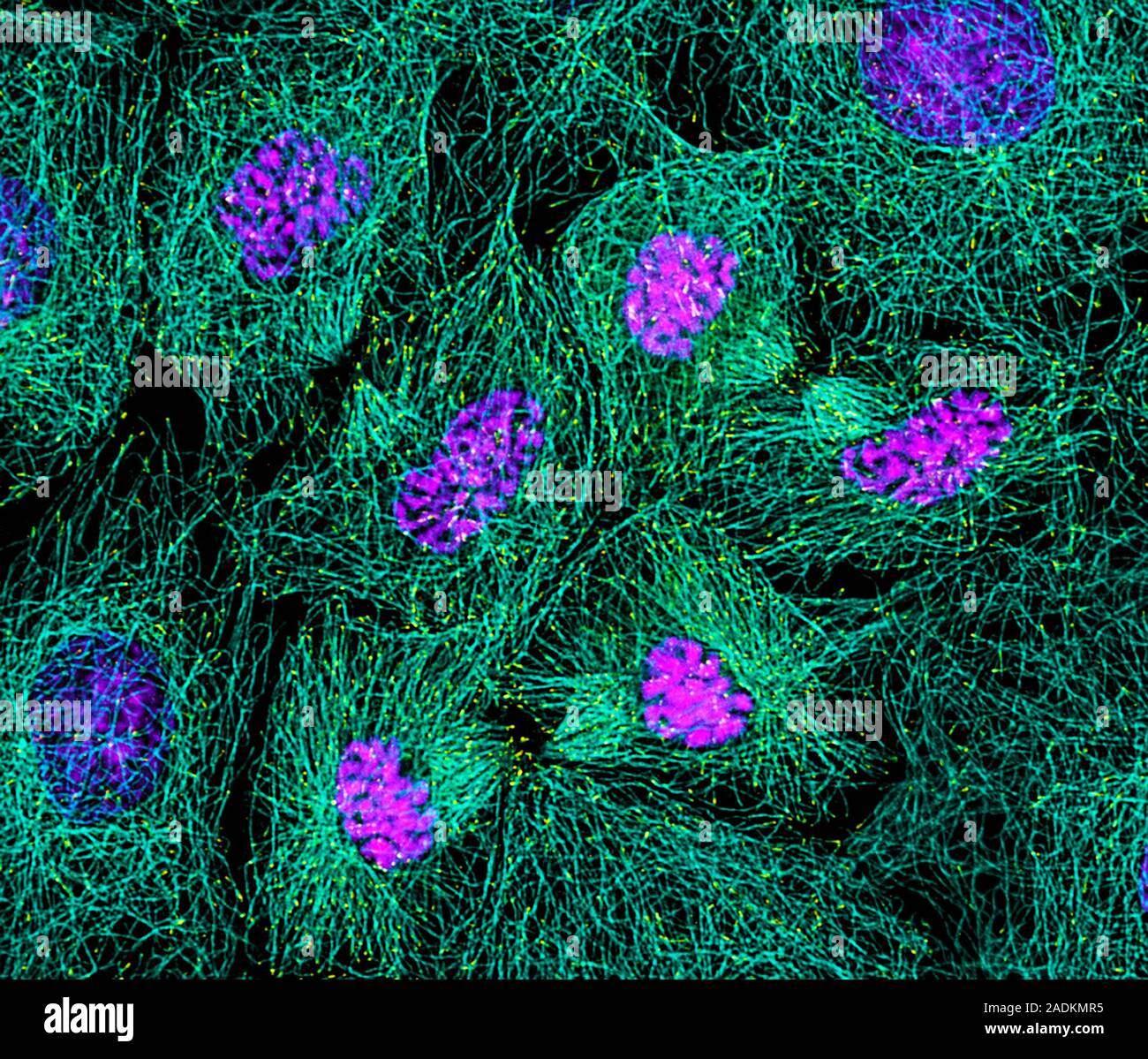 Mitosis. Immunofluorescence light micrograph of cells during telophase ...