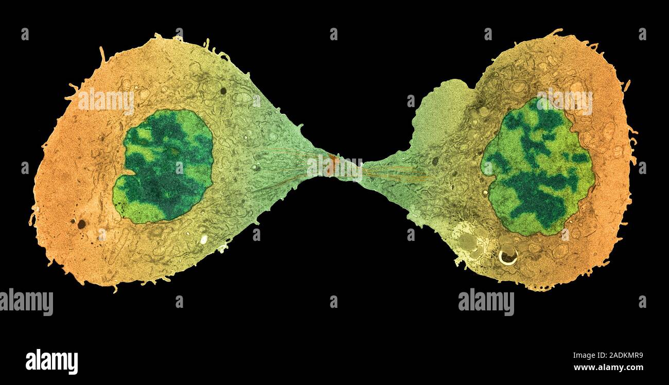 Mitotic cell division. Coloured transmission electron micrograph (TEM ...