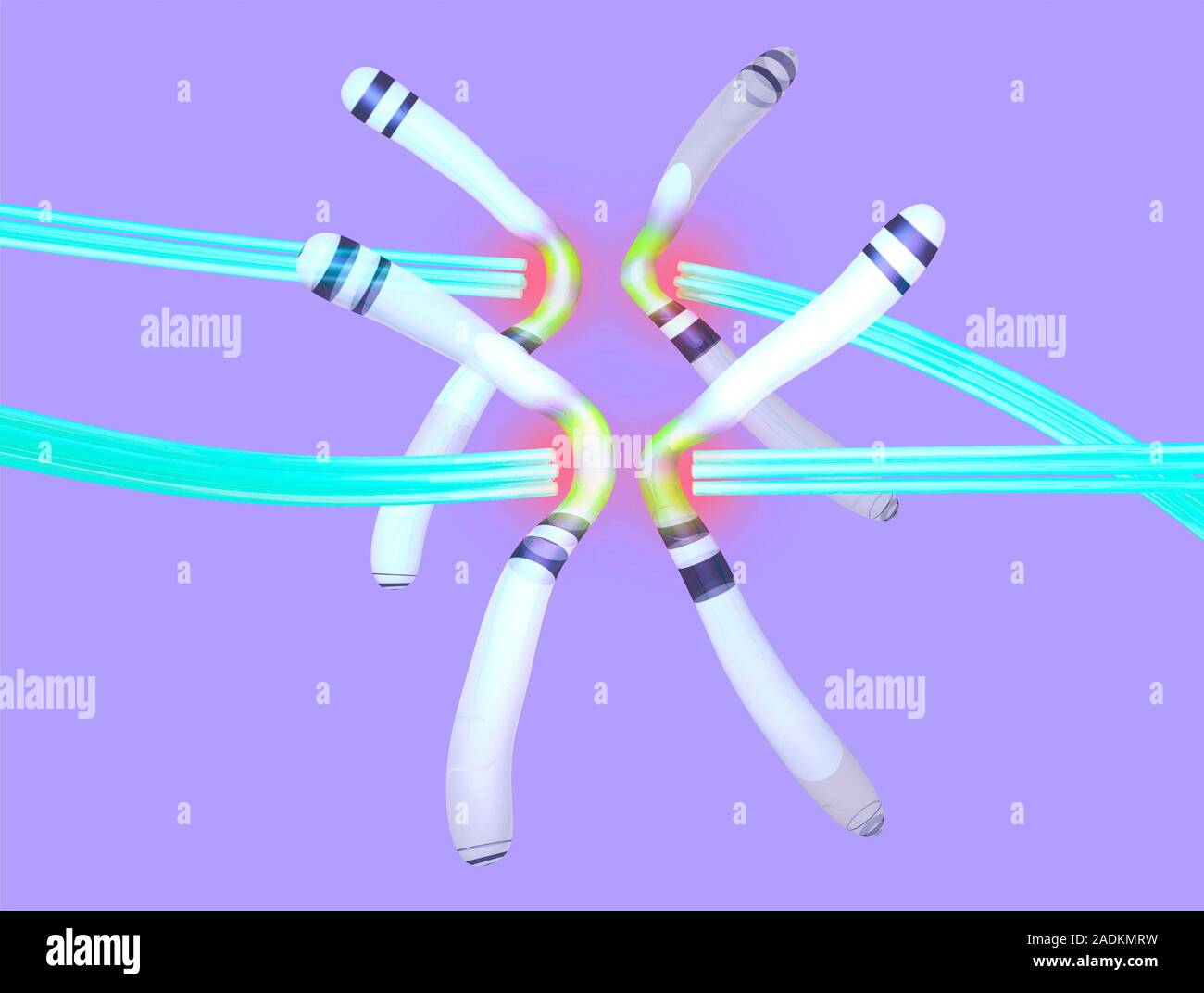 Anaphase stage of nuclear division. Computer artwork of chromosomes ...