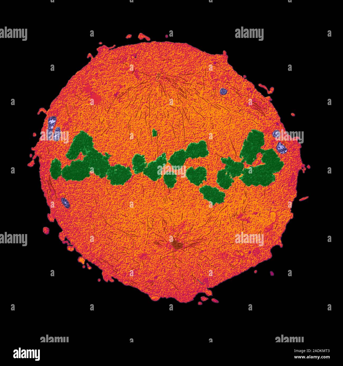 Mitosis, coloured transmission electron micrograph (TEM). Longitudinal ...