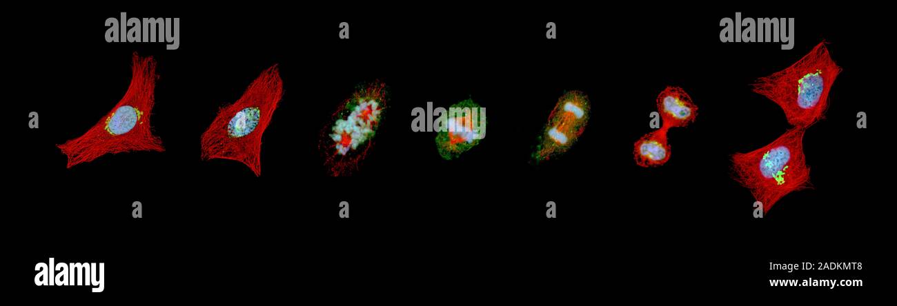 Mitosis. Confocal light micrograph of the stages of mitosis (nuclear ...