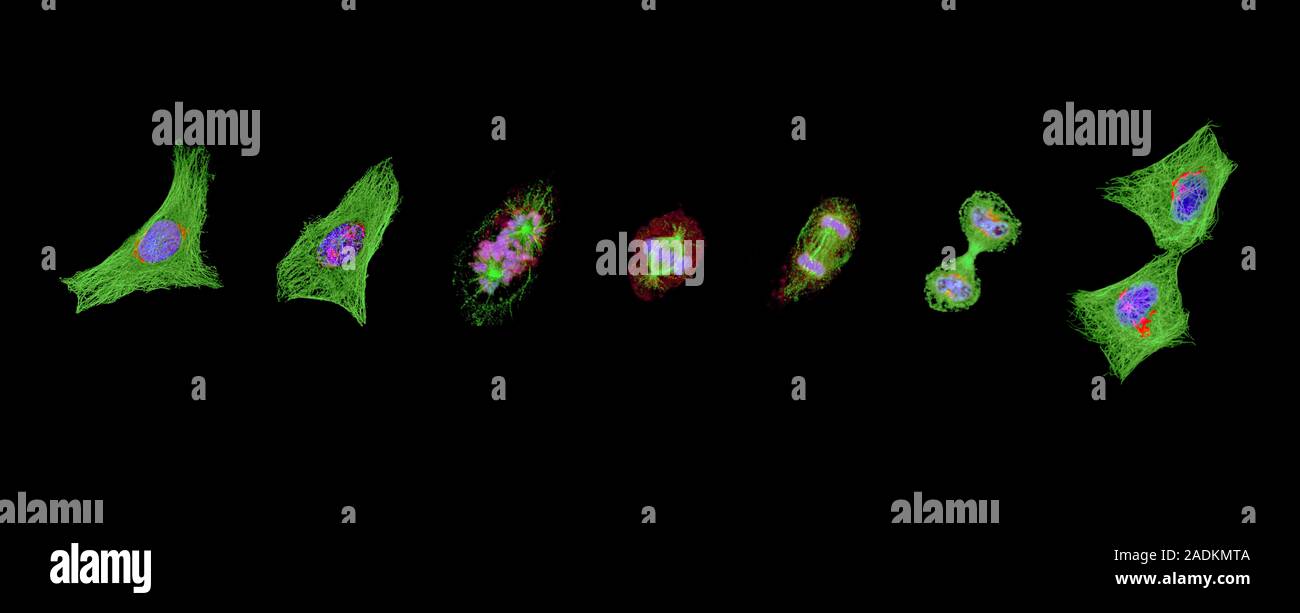 Mitosis. Confocal light micrograph of the stages mitosis (nuclear ...