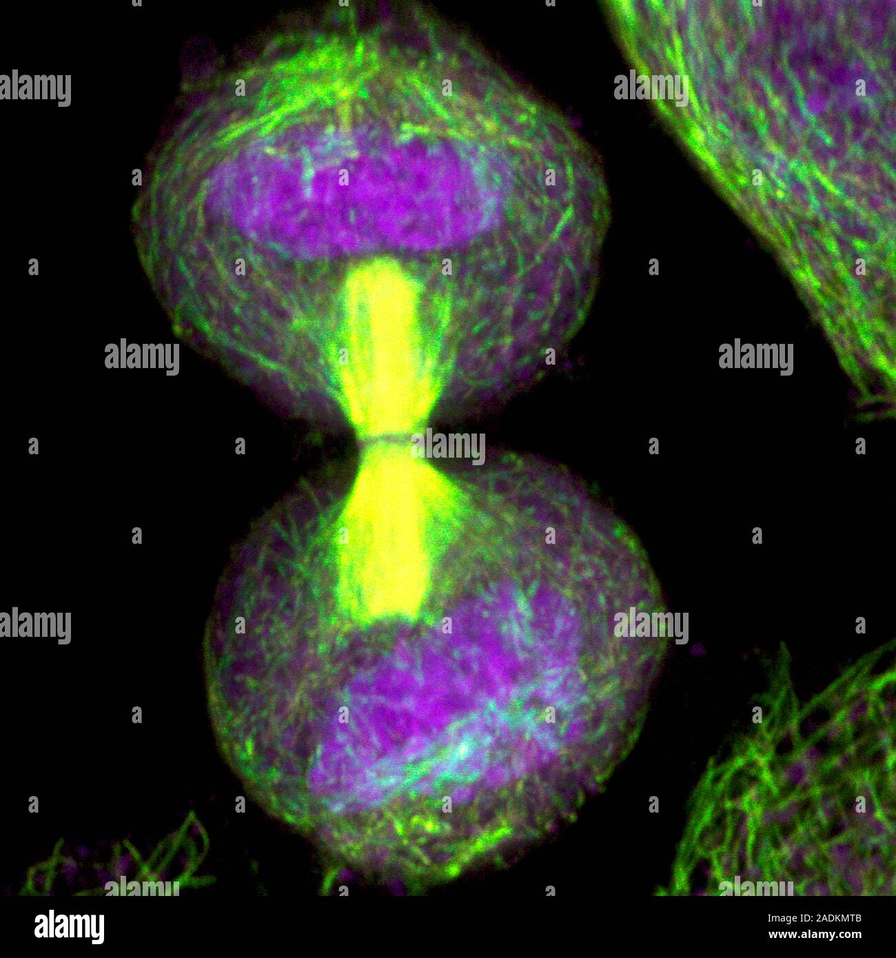 Cytokinesis Microscope