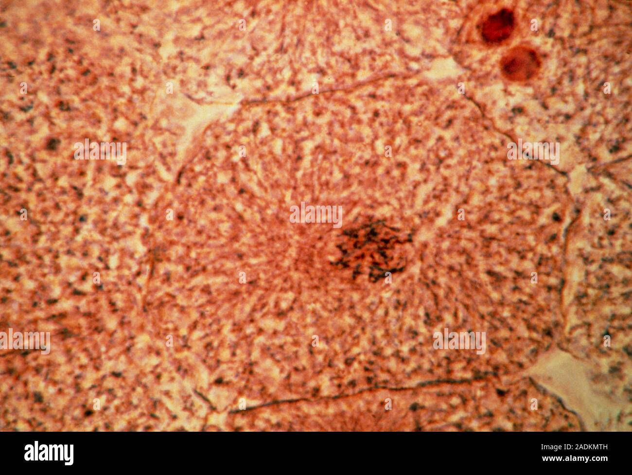 Light micrograph of a whitefish cell about to undergo a mitotic cell ...