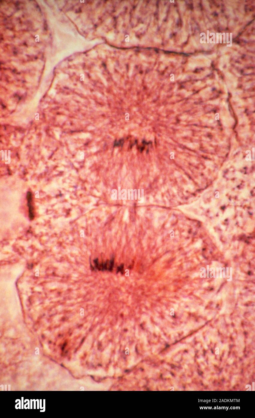 Telophase of cell mitosis. Light micrograph of a whitefish cell ...