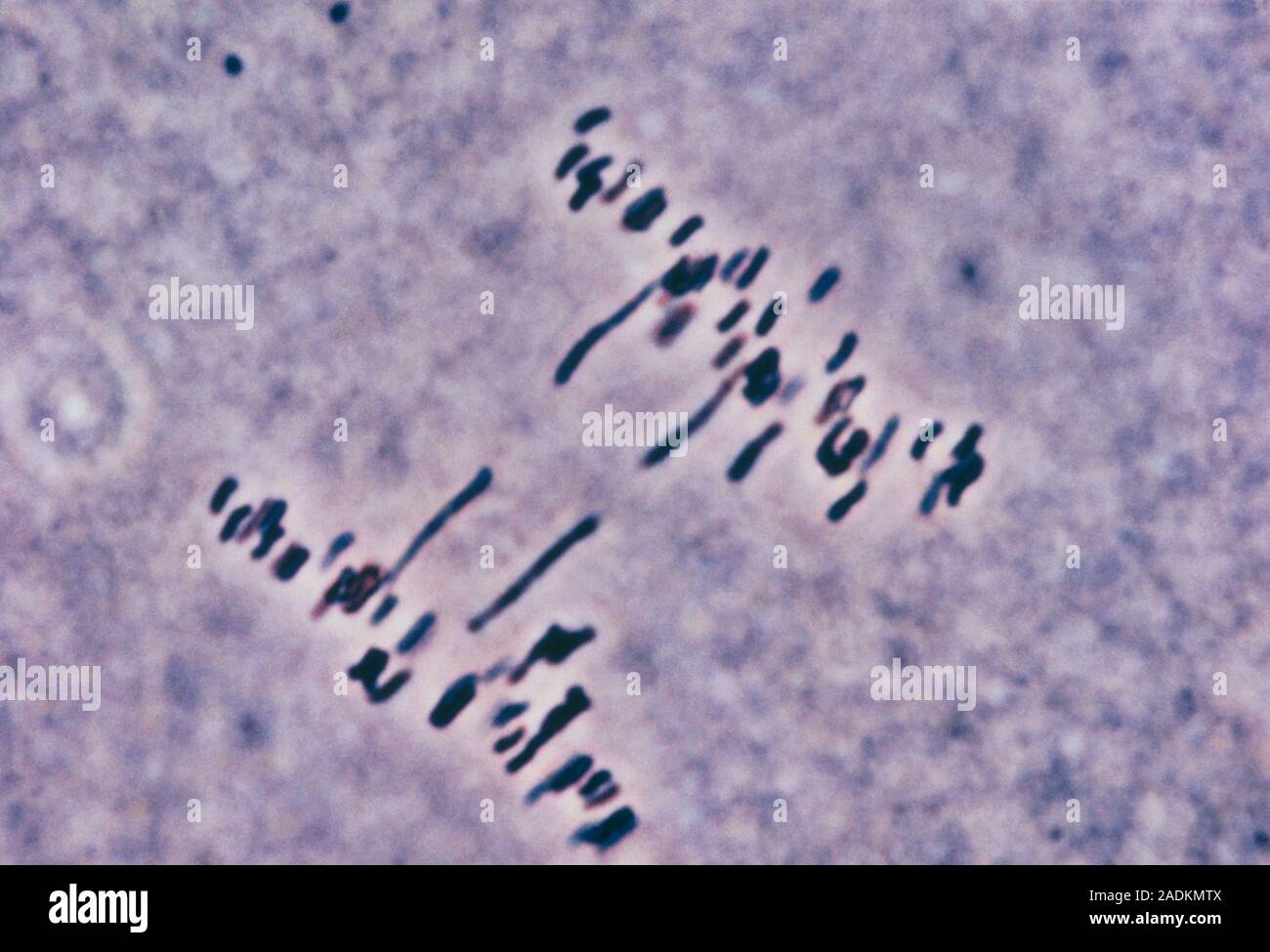 Light micrograph of a single mammalian cell in the telophase stage of ...