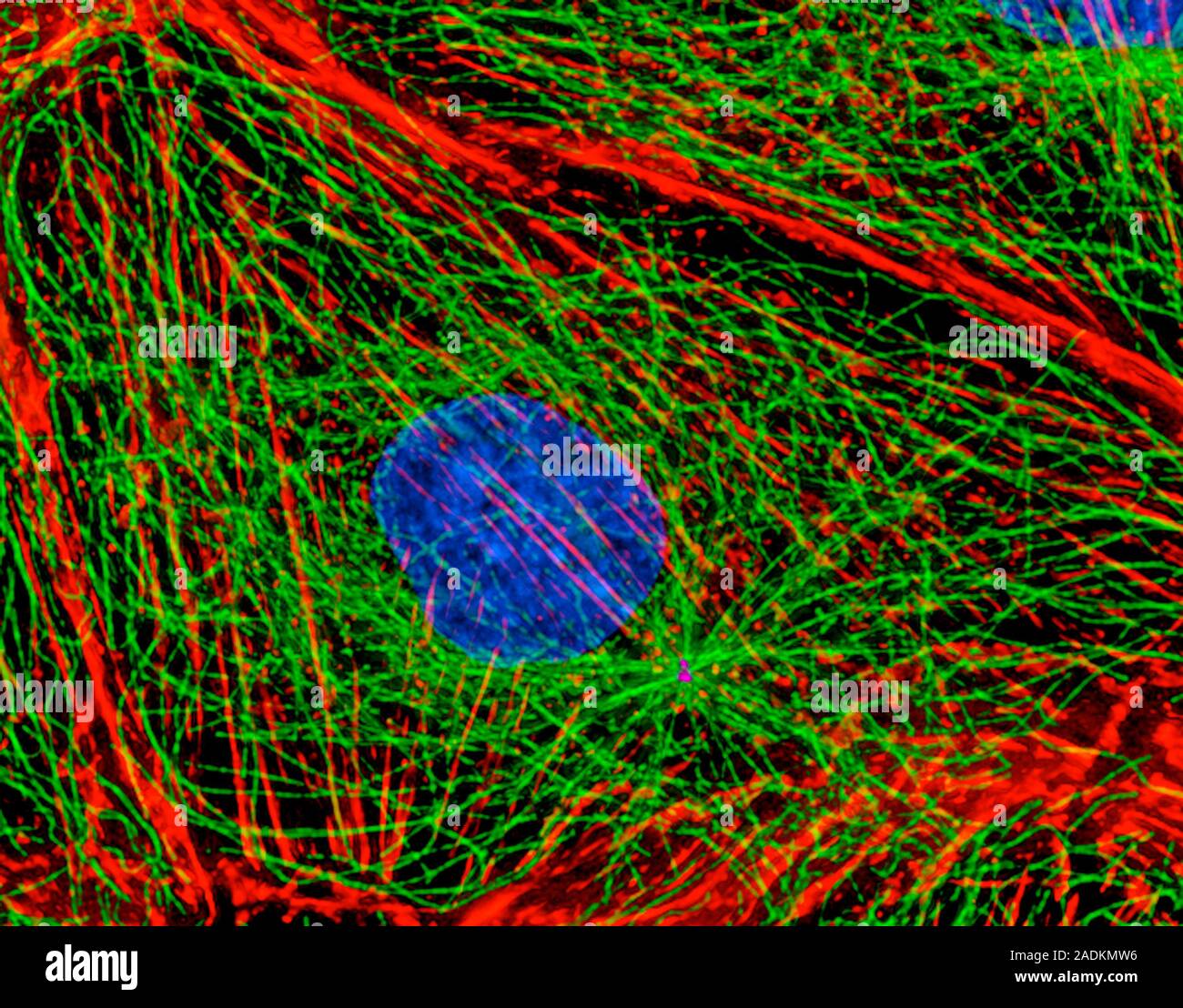 Mitosis (image 1 of 6). Digital three-dimensional immunofluorescent ...