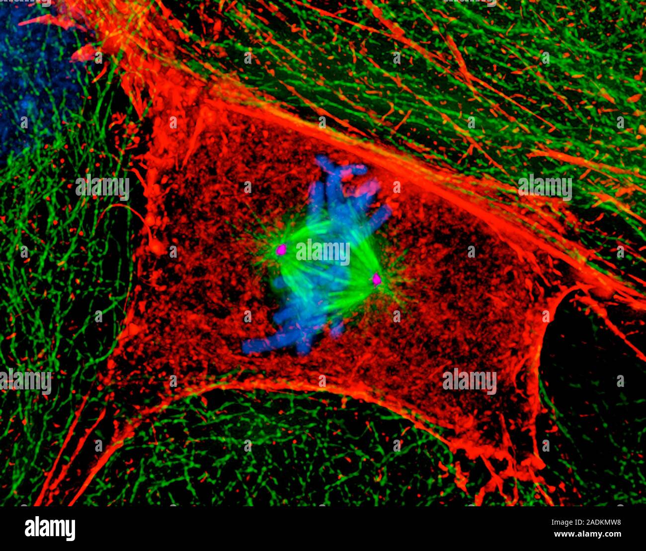 Mitosis (image 3 of 6). Digital three-dimensional immunofluorescent ...
