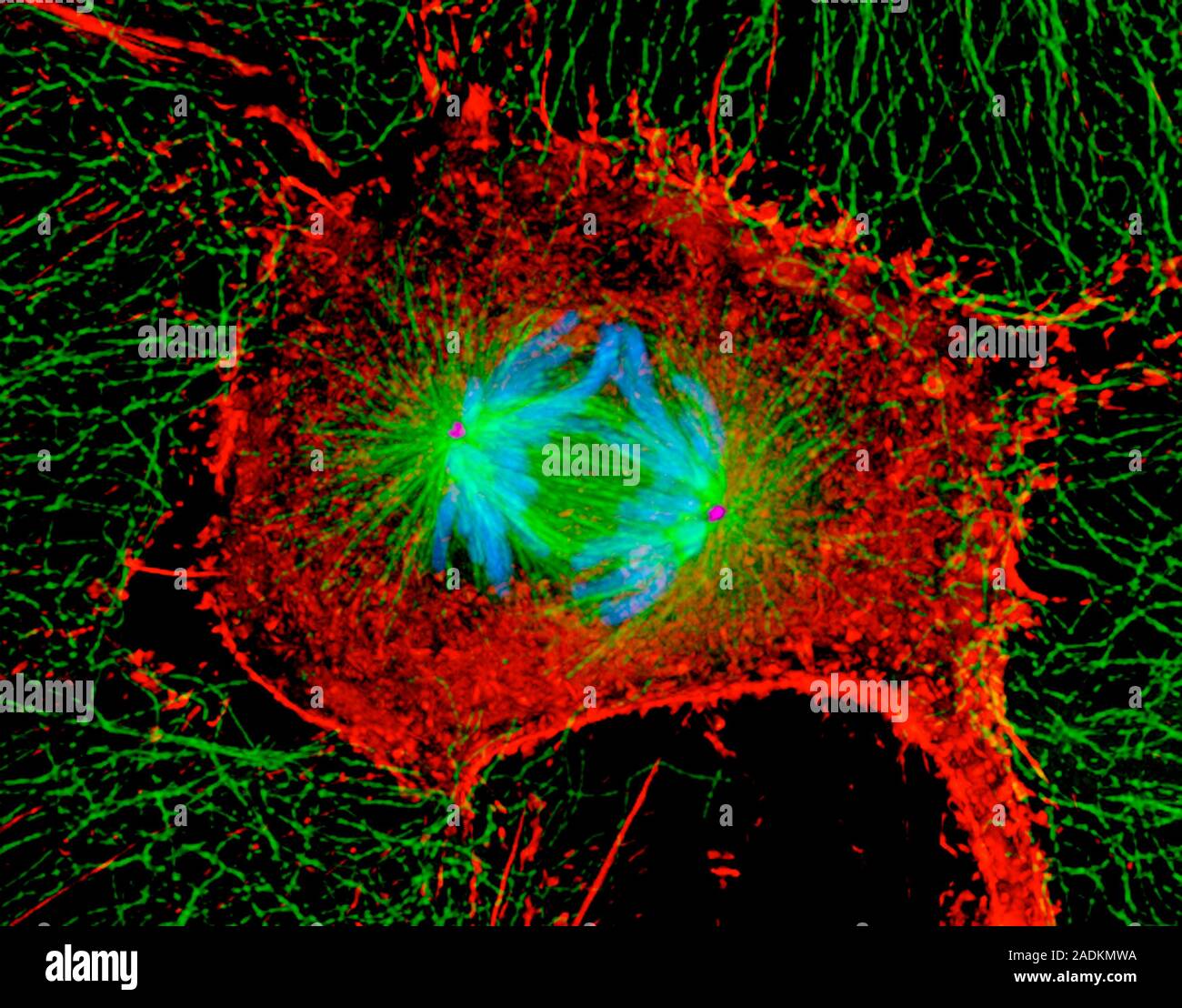 Mitosis (image 4 of 6). Digital three-dimensional immunofluorescent ...