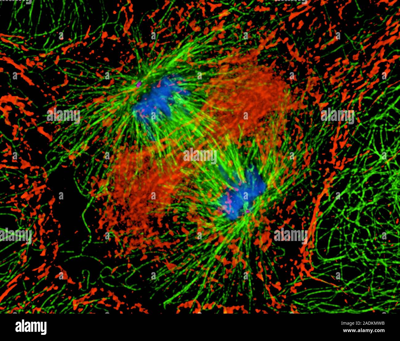 Mitosis (image 5 of 6). Digital three-dimensional immunofluorescent ...