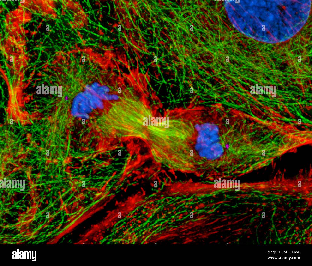 Mitosis. Digital three-dimensional immunofluor- escent light micrograph ...