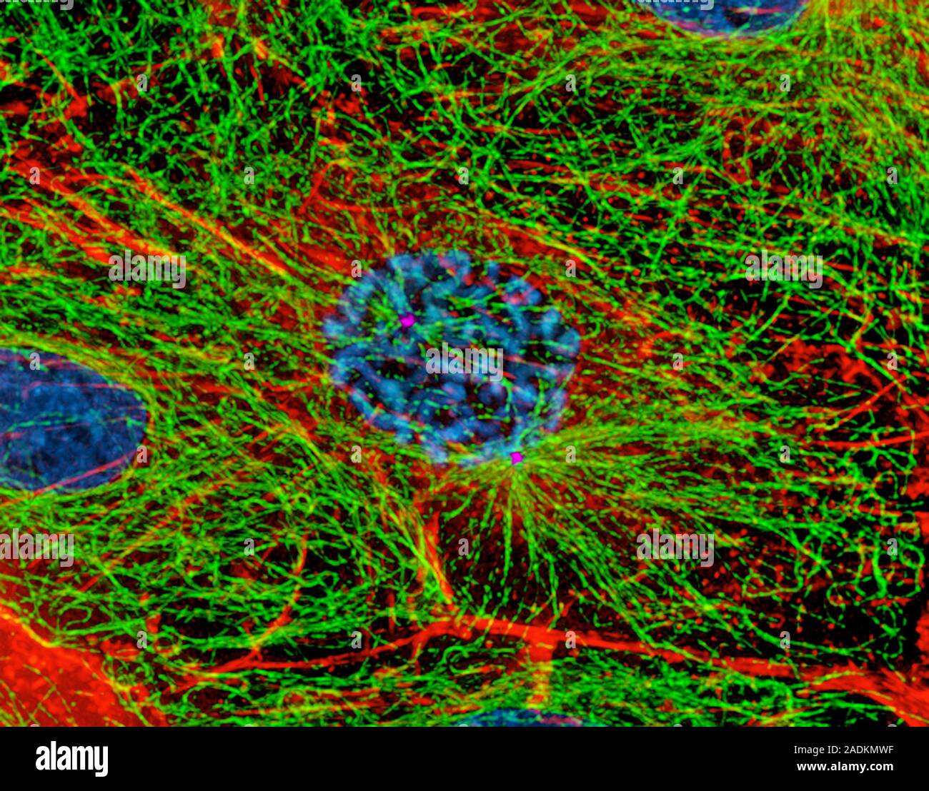 Mitosis. Digital three-dimensional immunofluoresc- ent light micrograph ...