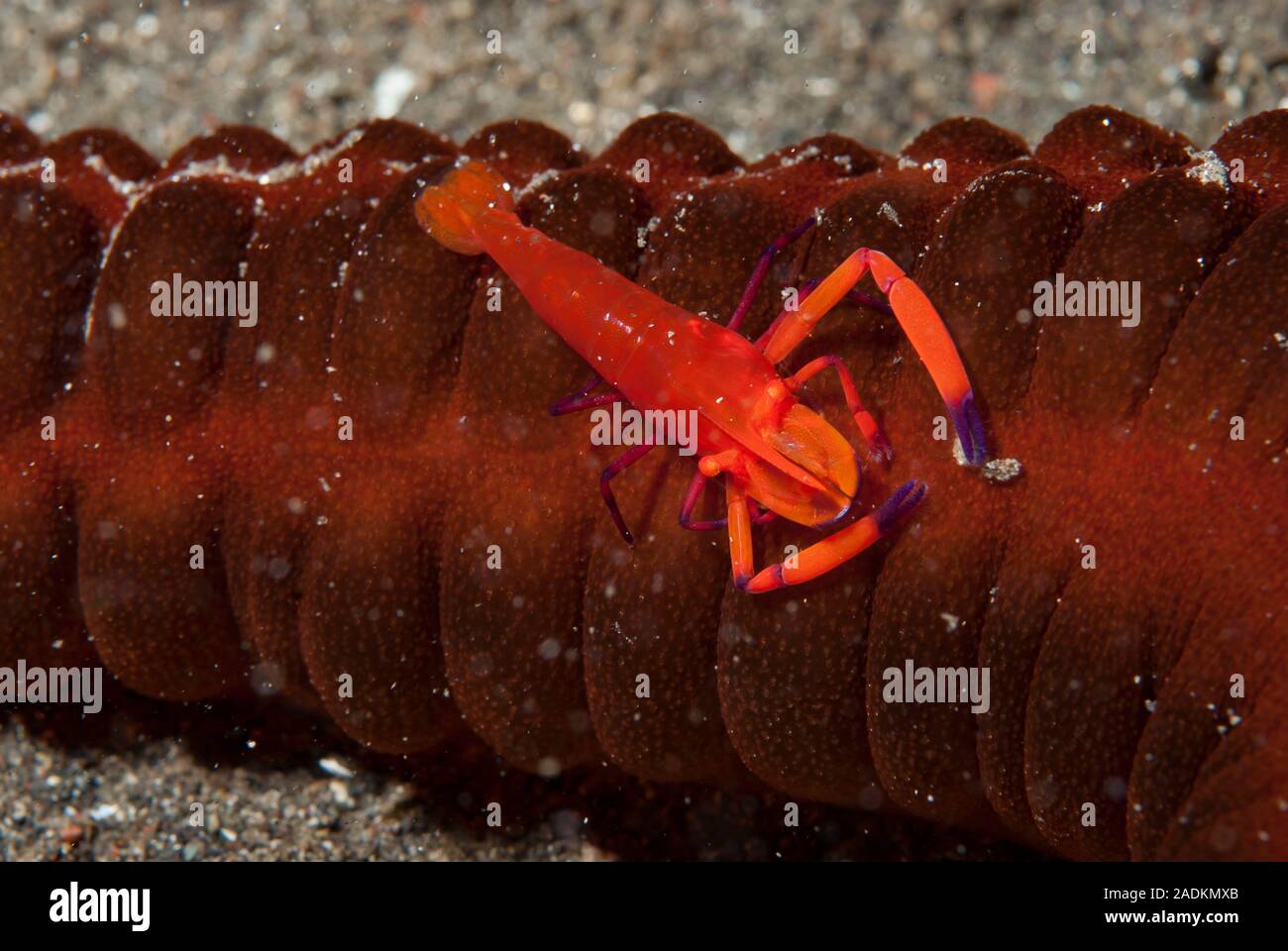 Imperator rex hi-res stock photography and images - Alamy