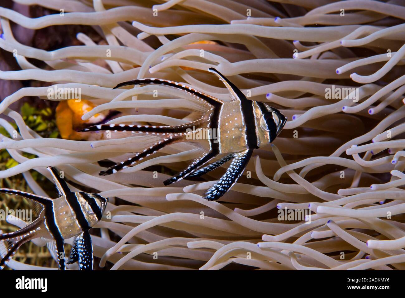 Banggai Cardinalfish Pterapogon kauderni Stock Photo - Alamy