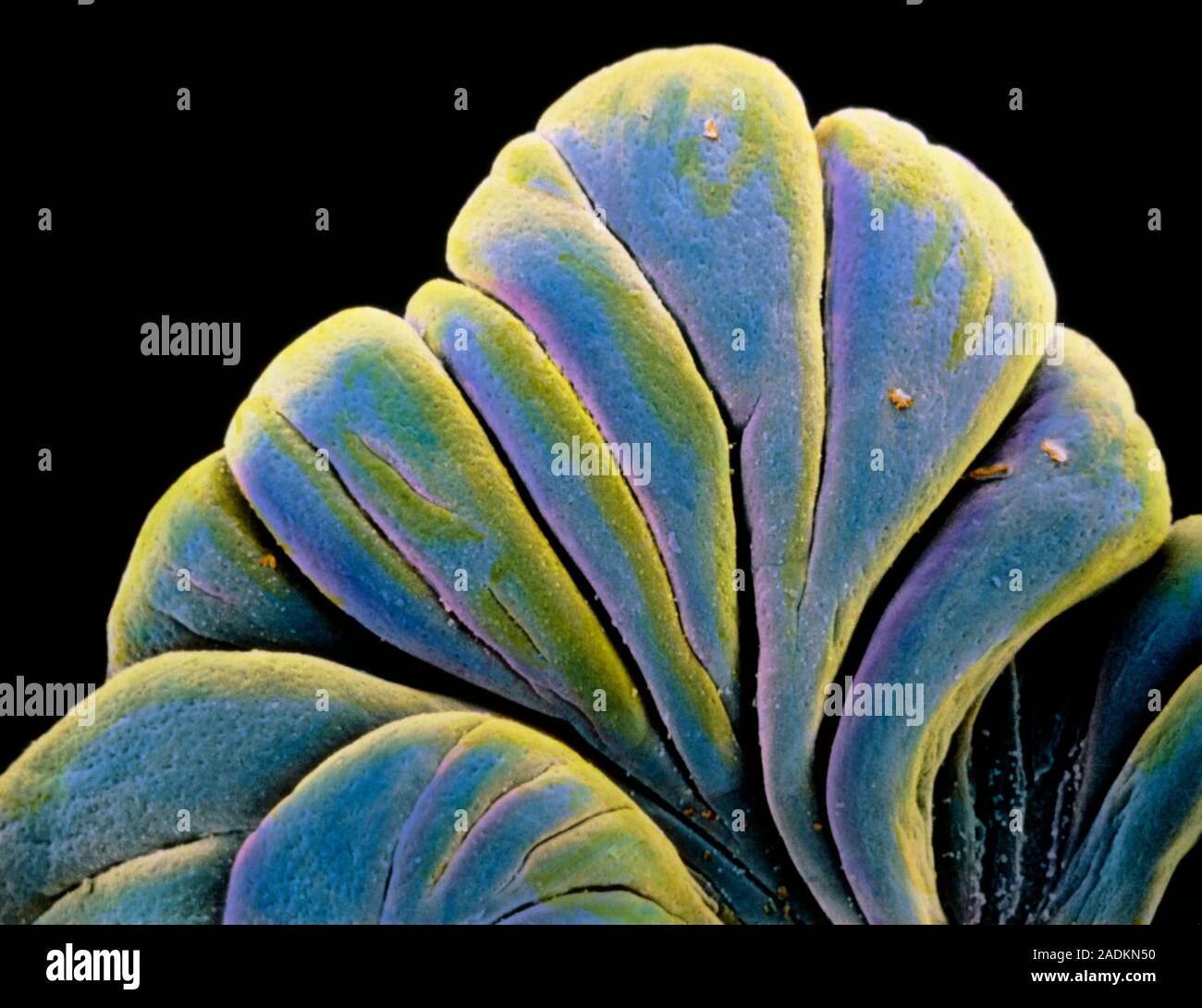 Fallopian tube in an embryo. False-colour scanning electron micrograph ...