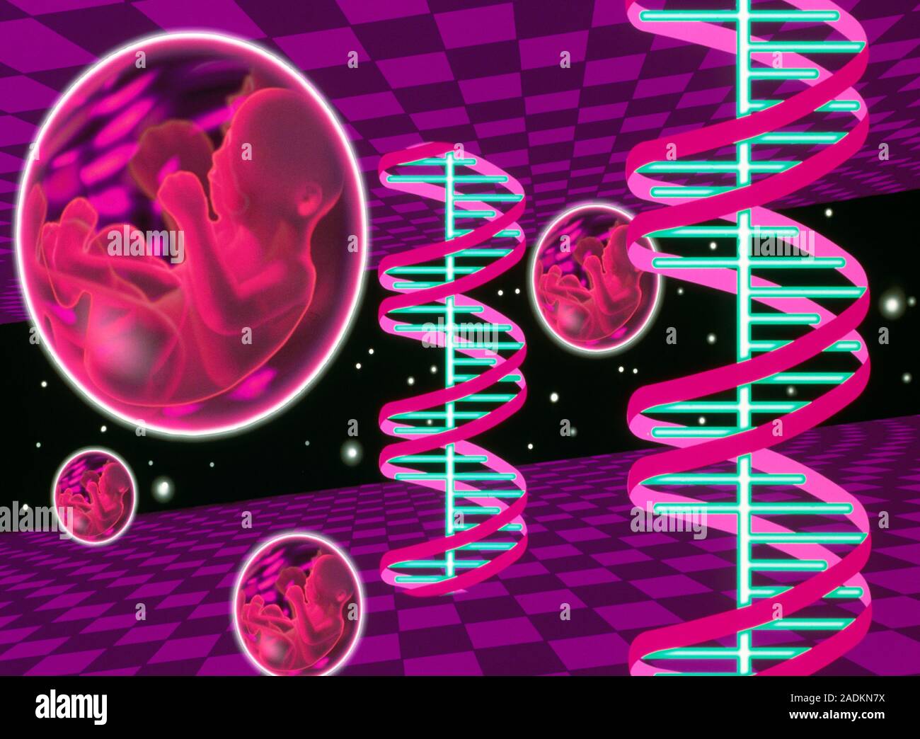 Foetuses and DNA. Abstract artwork of unborn human babies (foetuses ...