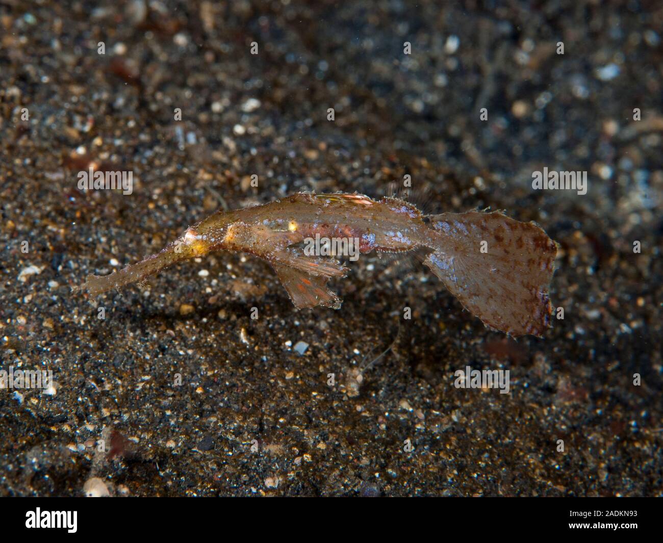 Robust Ghost Pipefish Solenostomus cyanopterus Stock Photo - Alamy