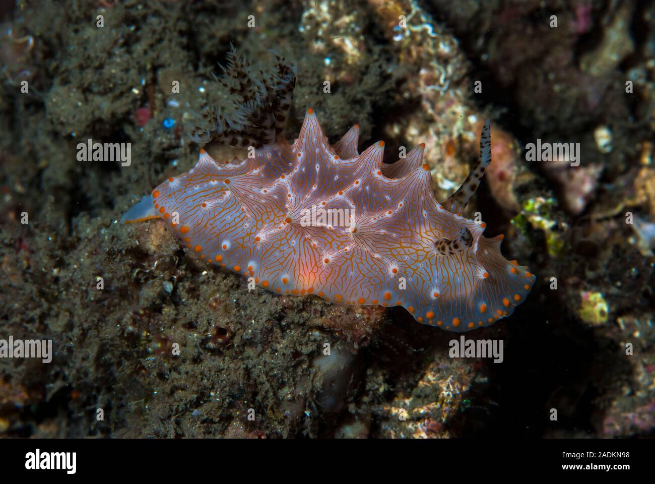 Halgerda Batangas High Resolution Stock Photography and Images - Alamy