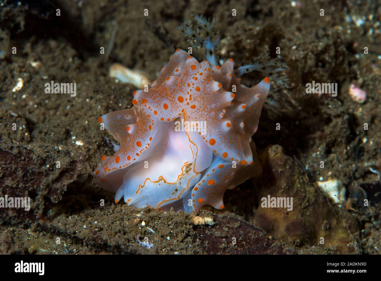 Halgerda batangas Nudibranch Stock Photo - Alamy