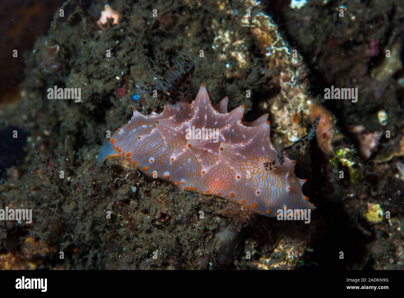 Halgerda batangas Nudibranch Stock Photo - Alamy