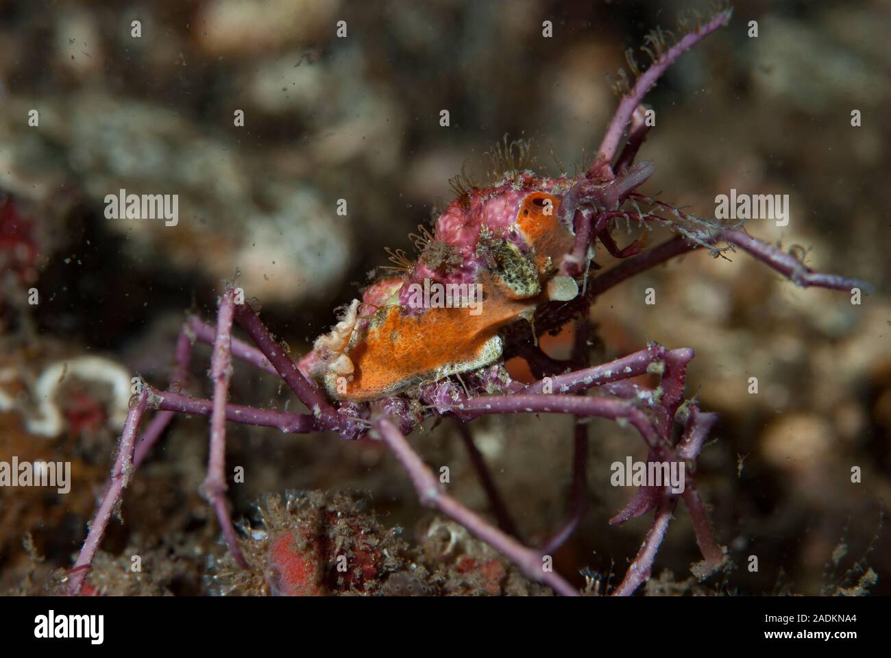 The ugliest crab of the oceans Stock Photo - Alamy