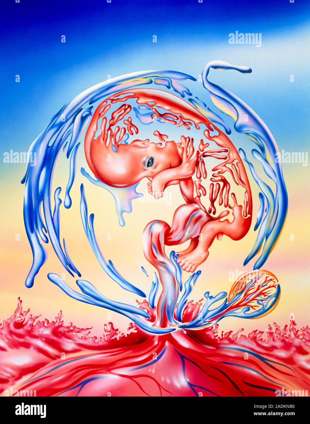 Foetal genetic development. Artwork representing the genetic ...