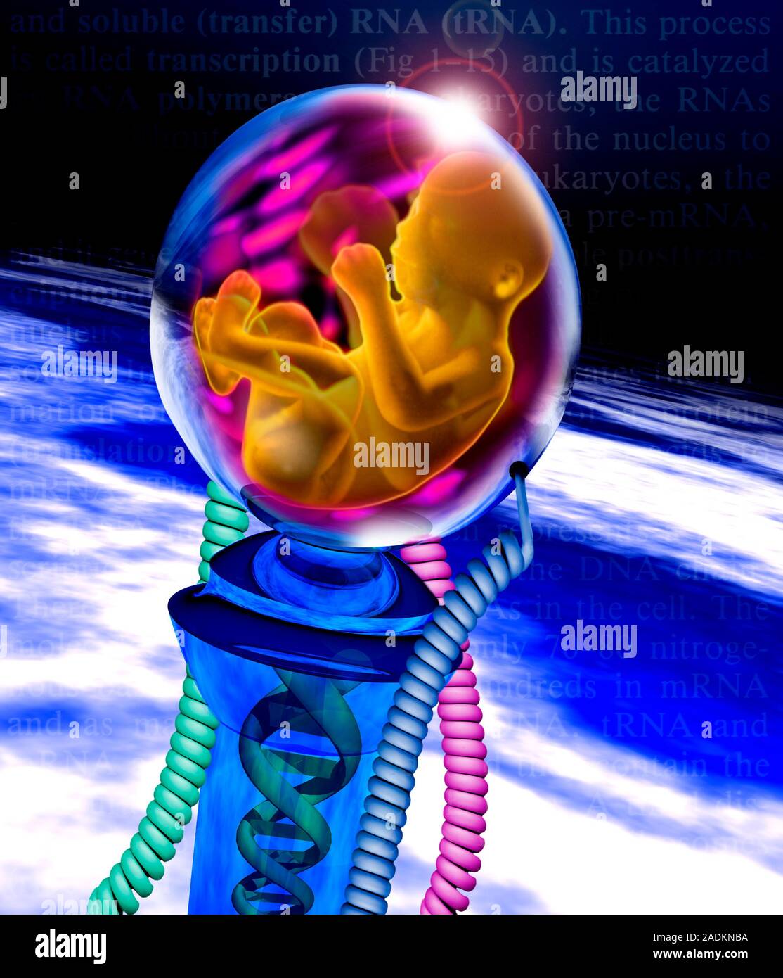 Genetically engineered foetus. Abstract computer artwork of a ...