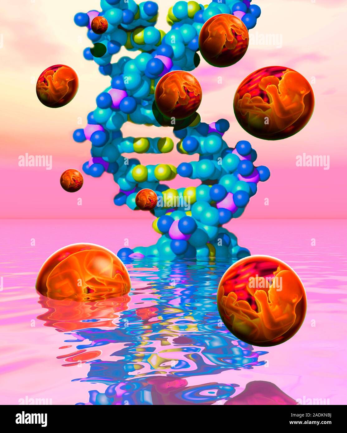 Foetuses and DNA. Conceptual artwork of unborn human babies (foetuses ...