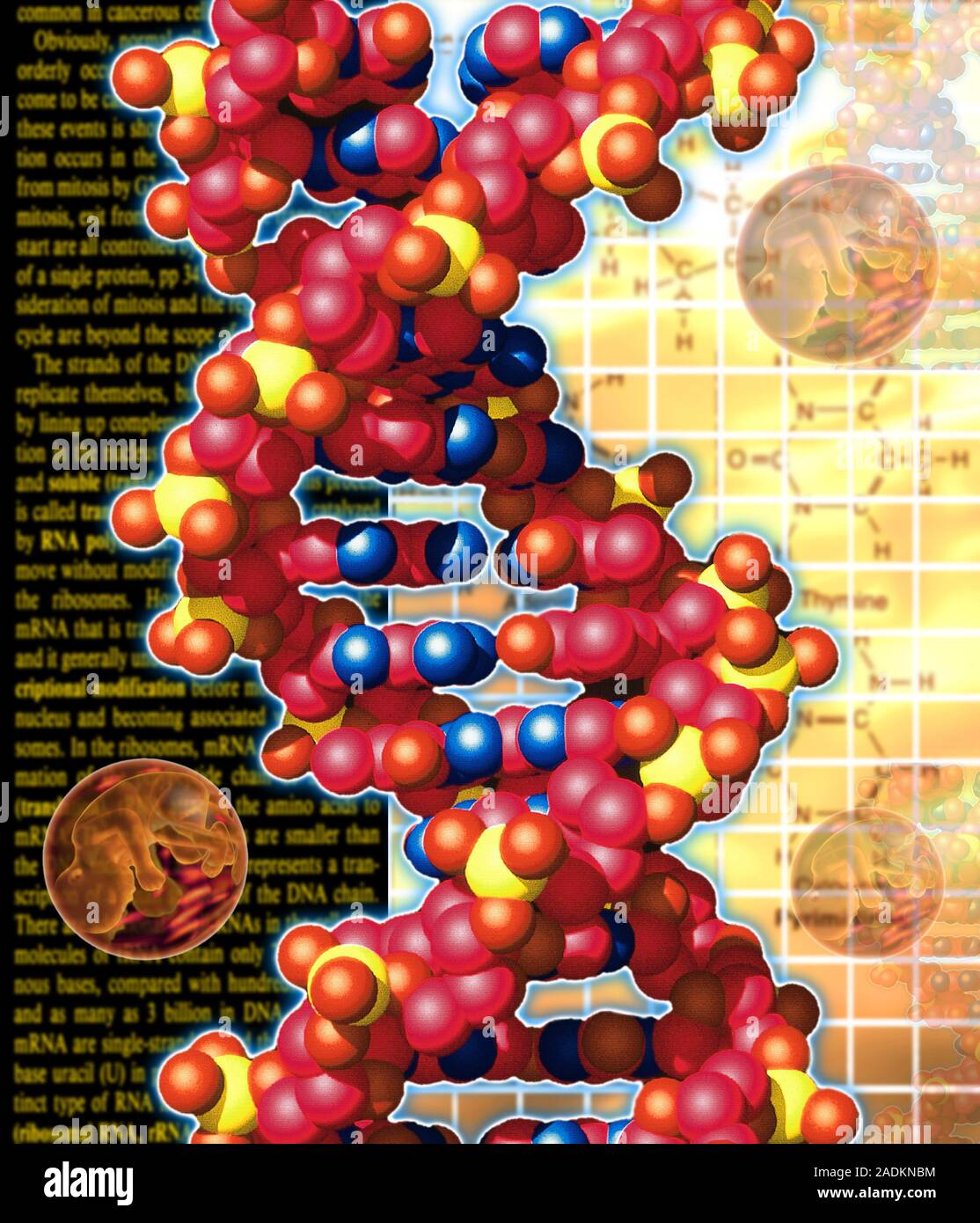 Foetuses and DNA. Conceptual artwork of unborn human babies (foetuses ...
