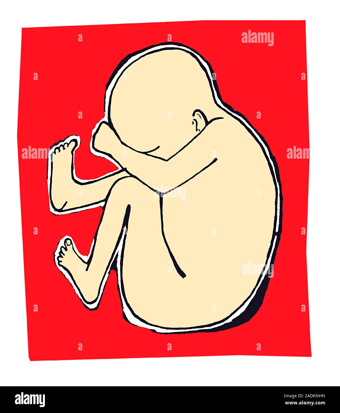 Foetus. Artwork of a human foetus in side view Stock Photo - Alamy
