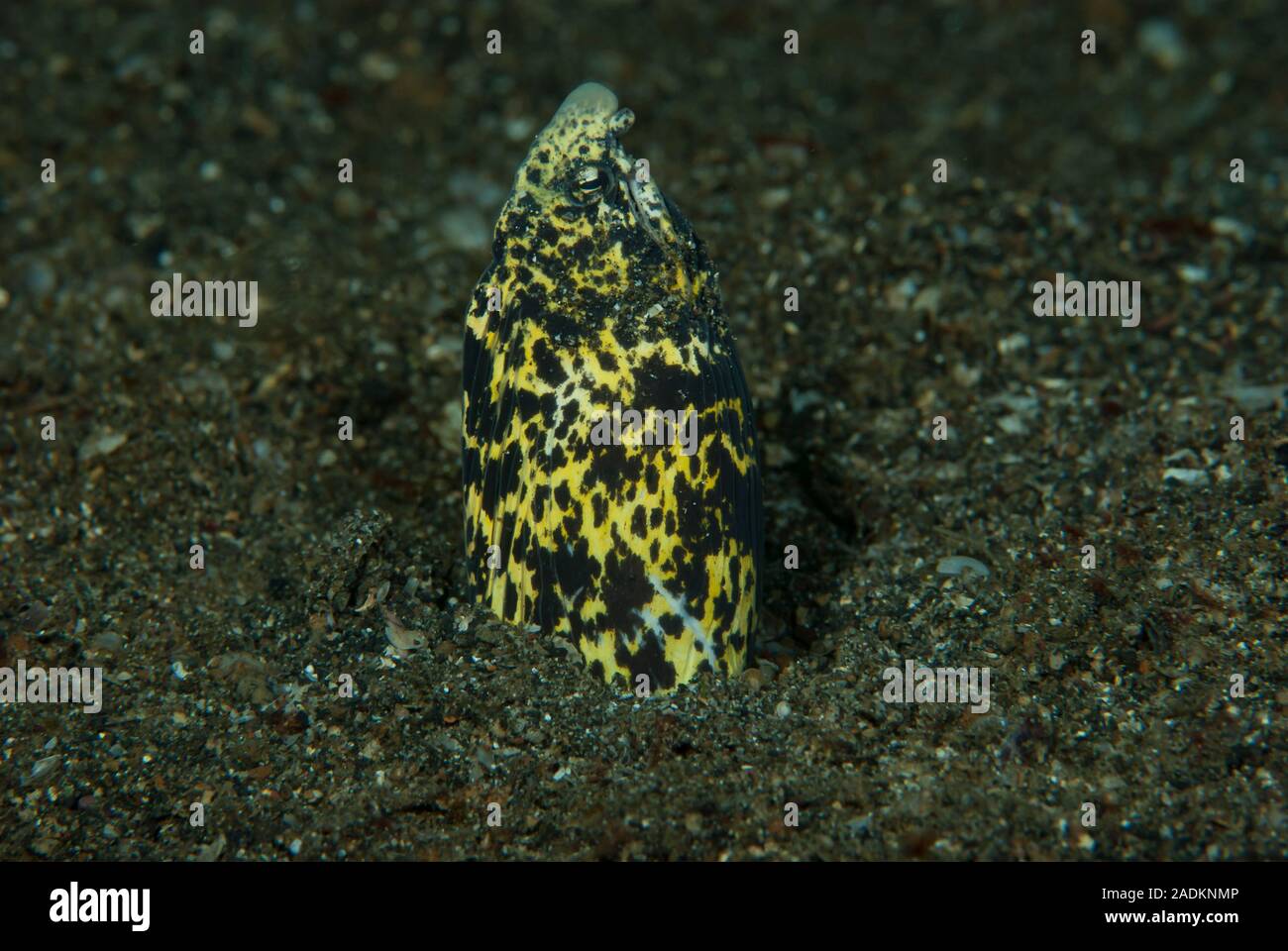 Marbled Snake Eel Callechelys marmorata Stock Photo - Alamy