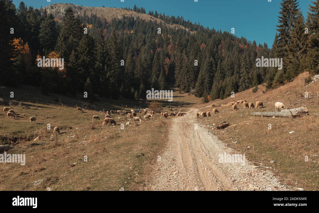 gravel path and pasture of nature with grazing flock of sheep at Boge ...
