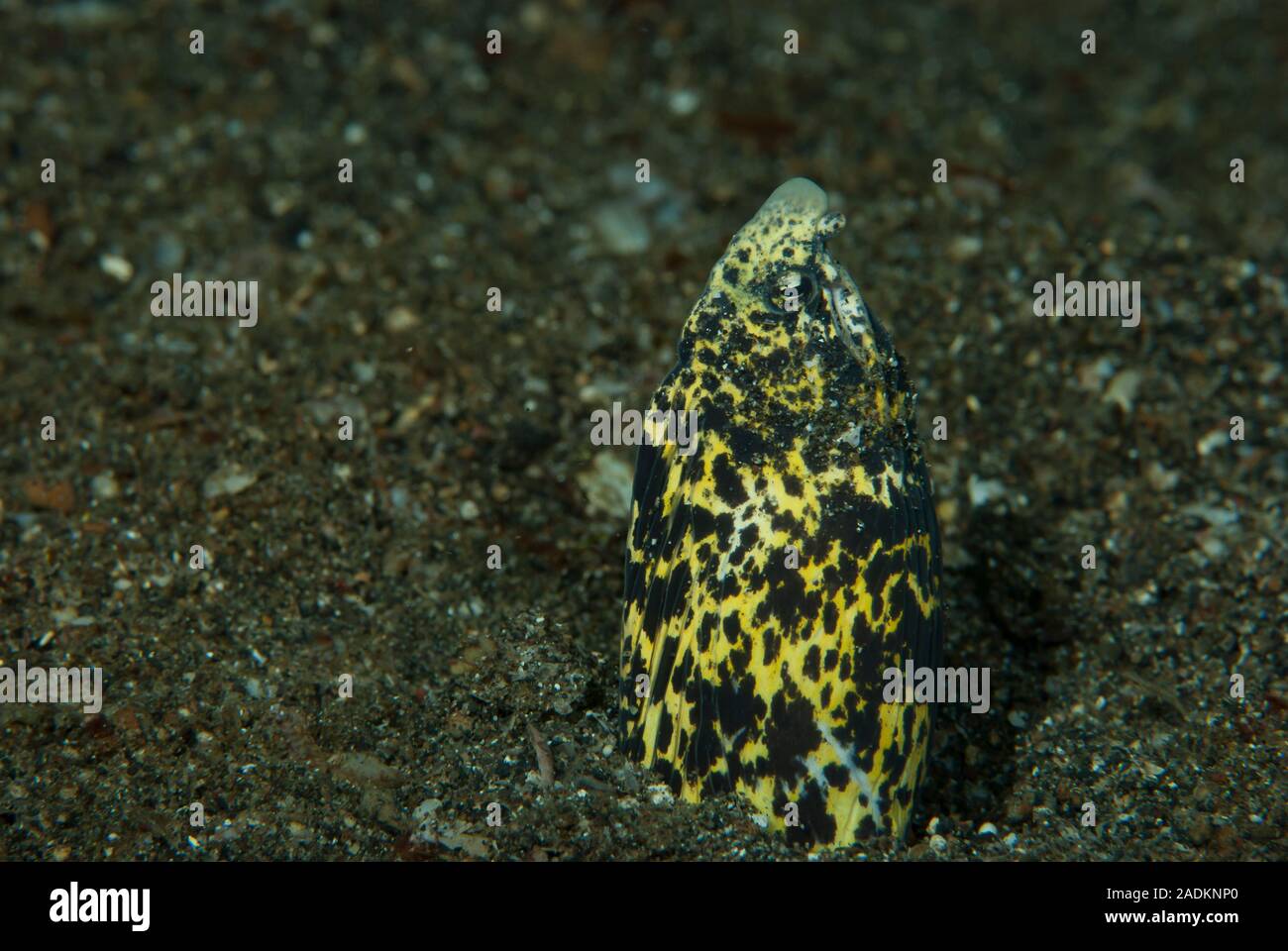 Marbled snake eel callechelys marmorata hi-res stock photography and ...