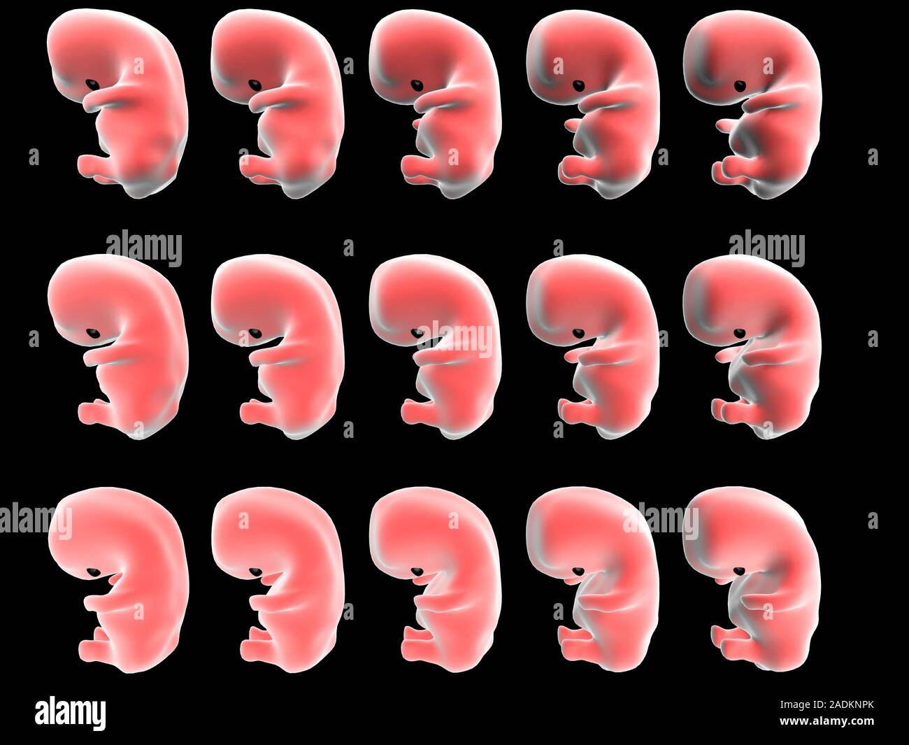Human embryos, computer artwork. Human embryos are an early stage of ...