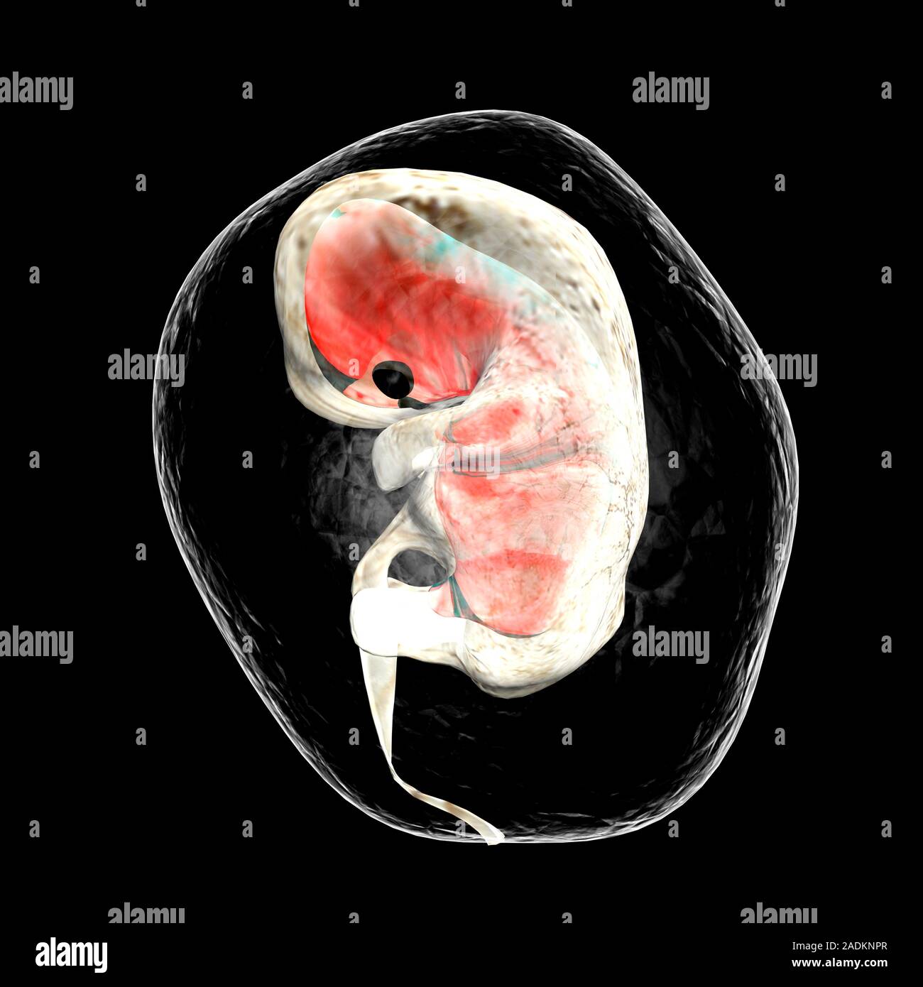 Human embryo in its amniotic sac, computer artwork. Human embryos are ...