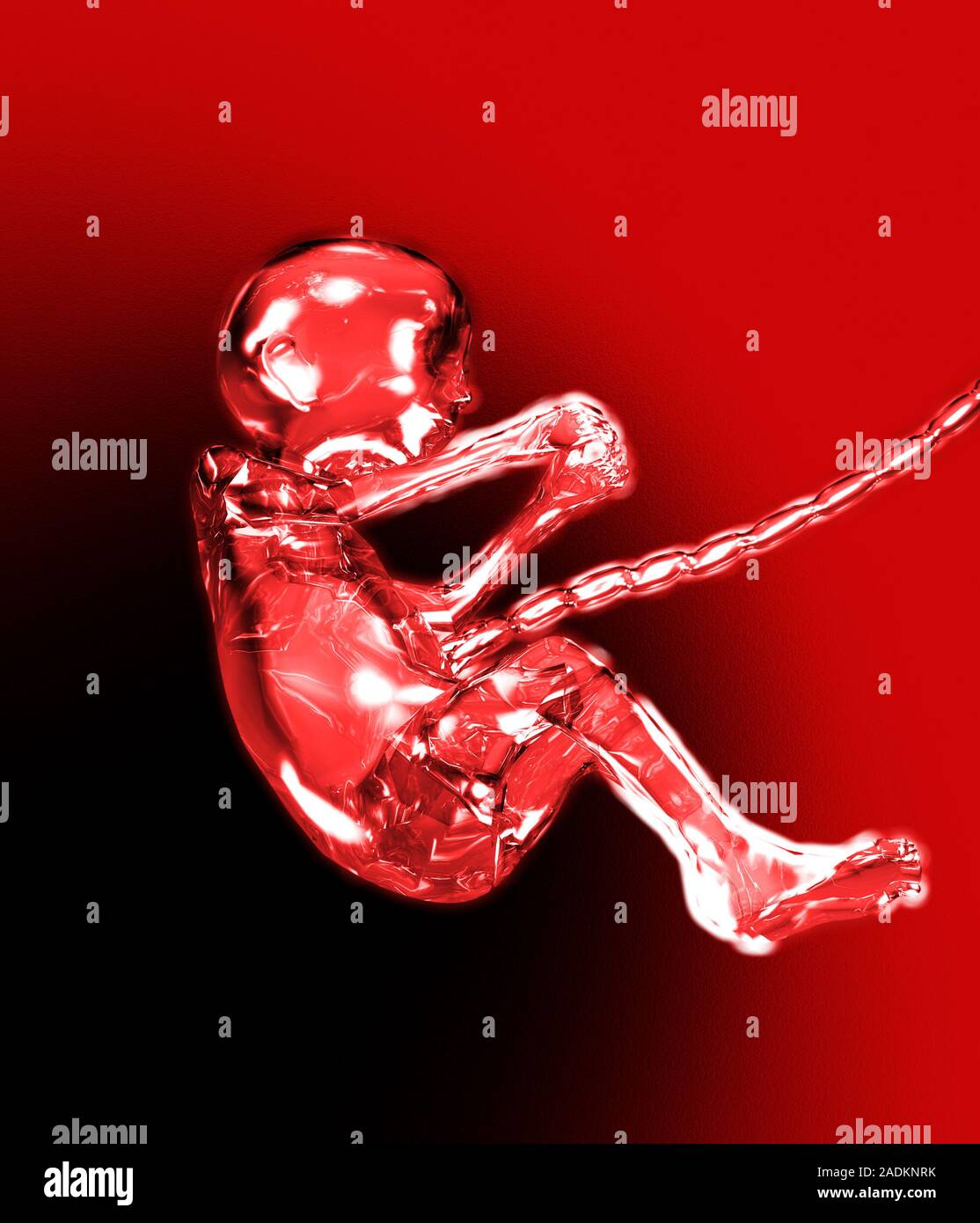 Foetus. Metallic-effect computer artwork of a human foetus. The ...