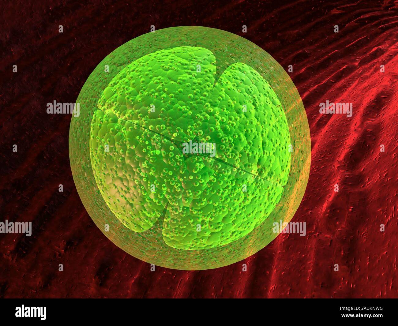 Four-cell embryo. Computer artwork of an embryo about 40 hours after ...